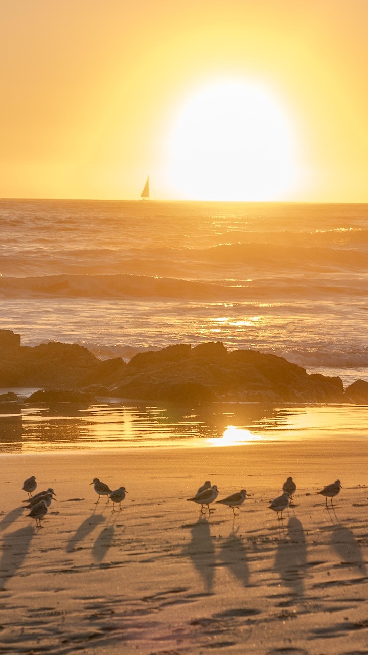 Des Oiseaux Le Coucher Du Soleil - Photo gratuite sur Pixabay - Pixabay