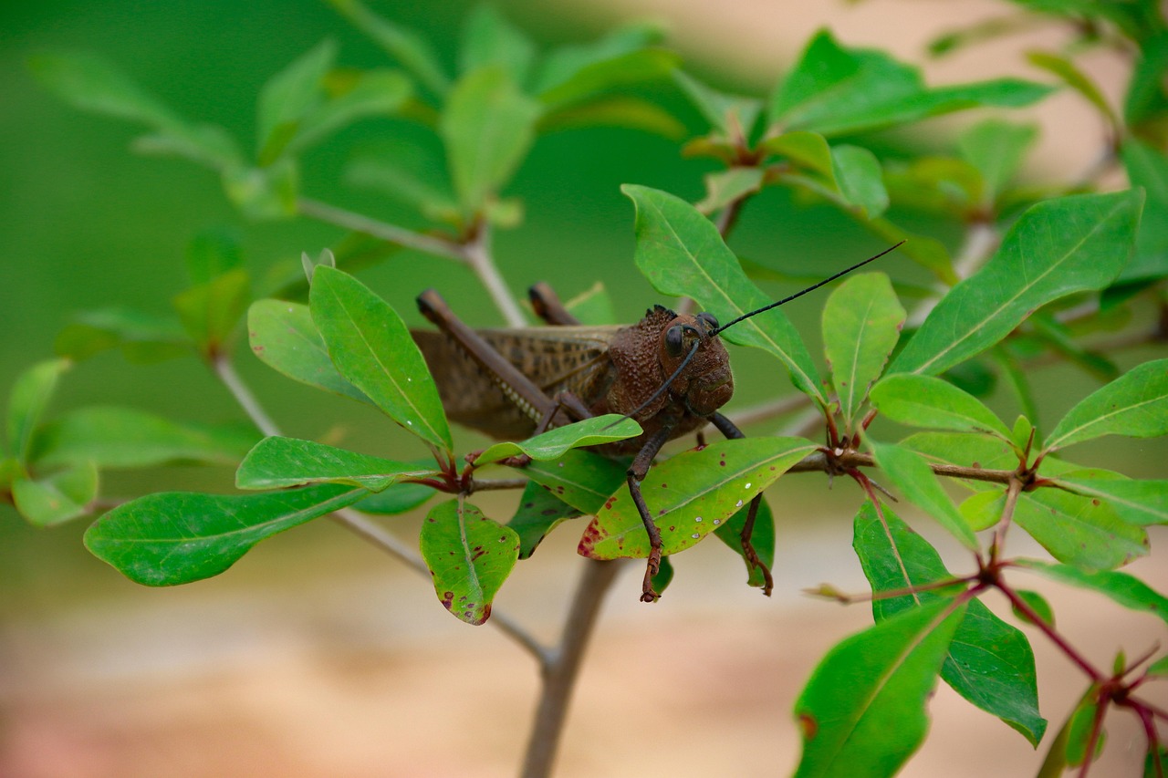 Grasshopper Insect Wildlife - Free photo on Pixabay - Pixabay