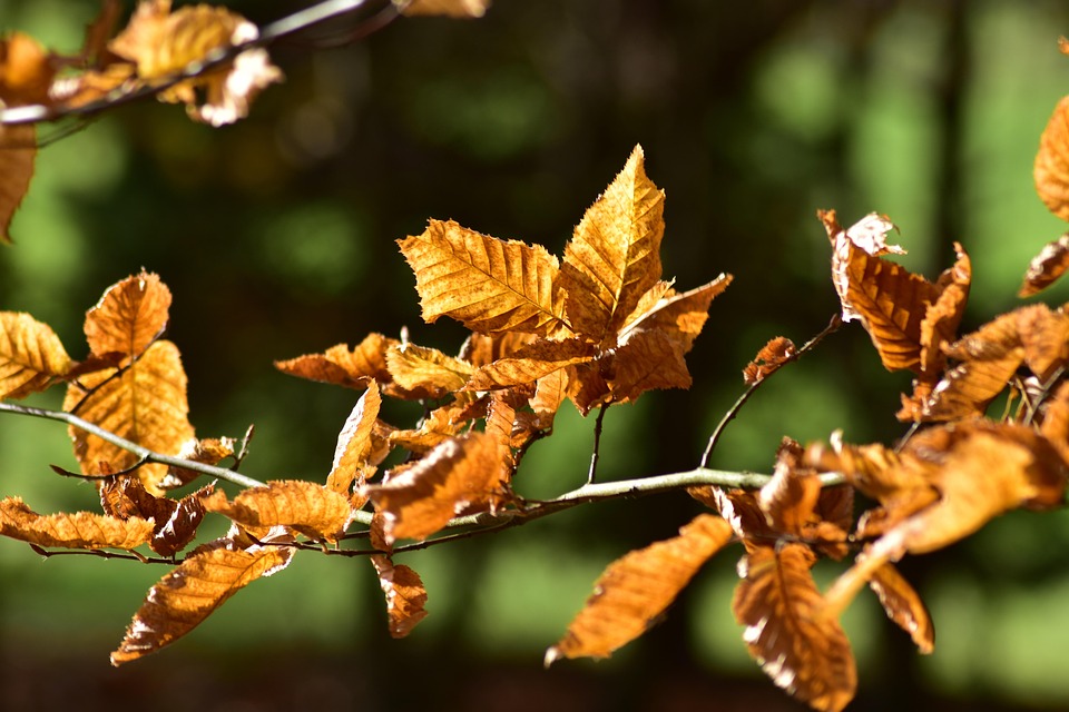 Autumn Gold Leaves Goes Away - Free photo on Pixabay - Pixabay