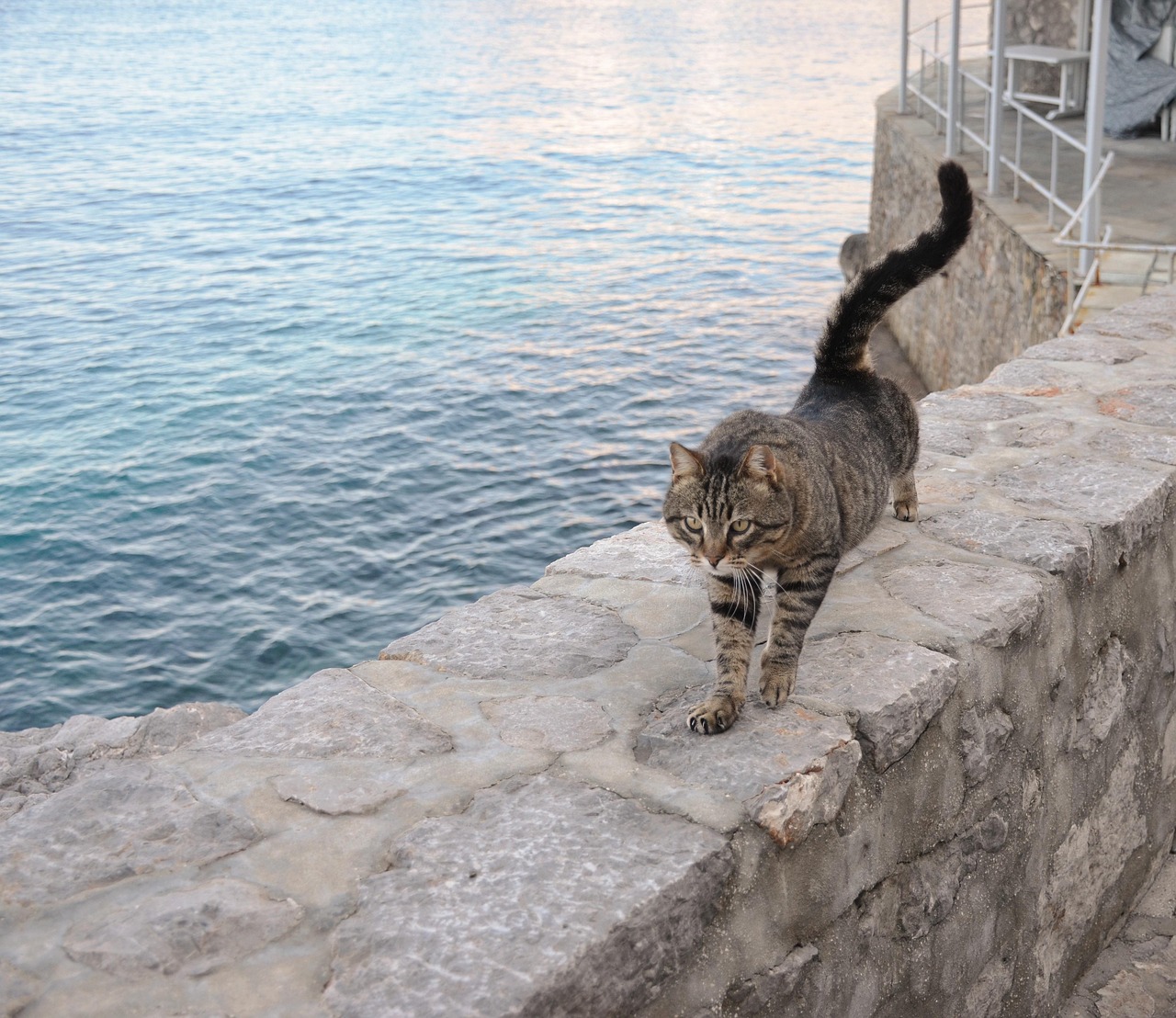 100+ Free Cat Walking & Cat Images - Pixabay