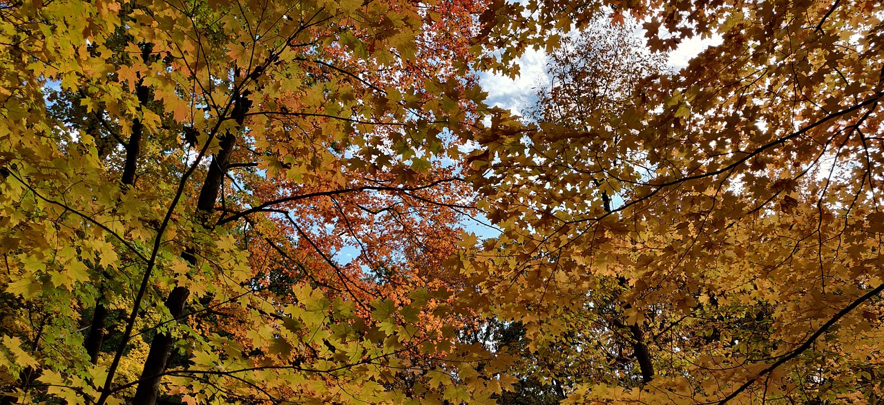 Autumn Fall Season - Free photo on Pixabay