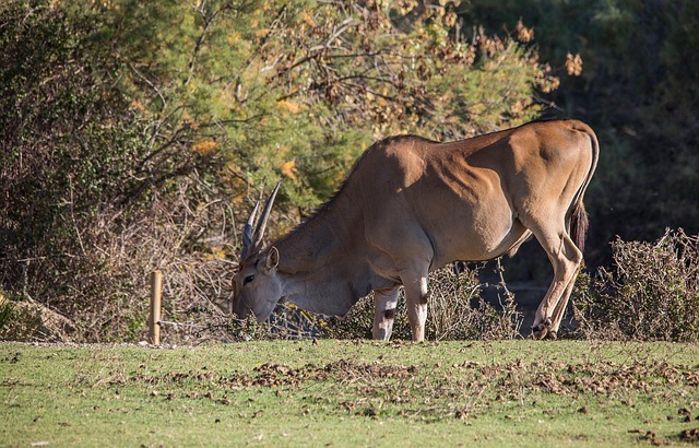 Eland Wallpaper Hd