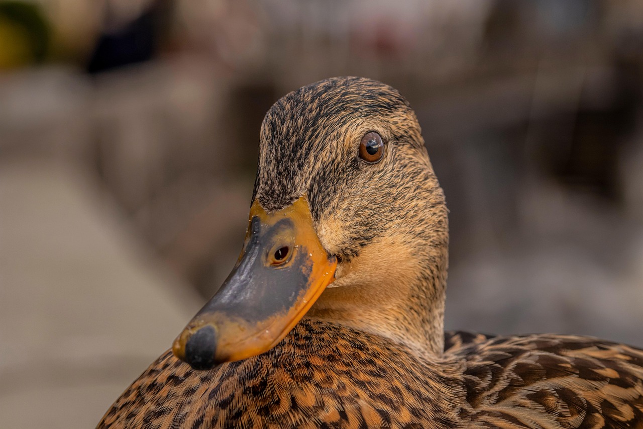 Pato Retrato De Animal Natureza - Foto gratuita no Pixabay - Pixabay