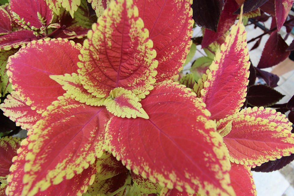Coleus Pflanze - Kostenloses Foto auf Pixabay