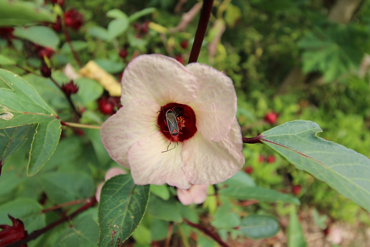 Flor Naturaleza Bloom - Foto gratis en Pixabay