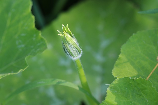 Fleur De Citrouille Nature Les - Photo gratuite sur Pixabay - Pixabay