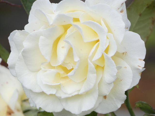 Rose Blanche Fleur - Photo gratuite sur Pixabay - Pixabay