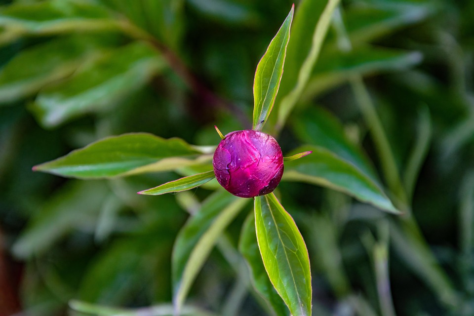 Flower Bud - Free photo on Pixabay - Pixabay