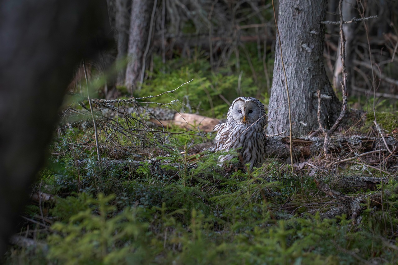 Ural Owl Strix Uralensis Bird Of - Free photo on Pixabay - Pixabay