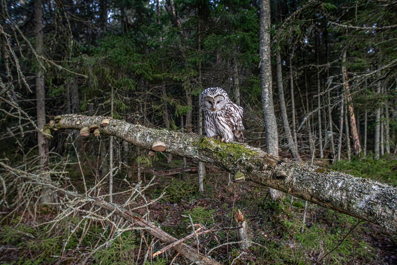 Ural Owl Strix Uralensis Bird Of - Free photo on Pixabay - Pixabay