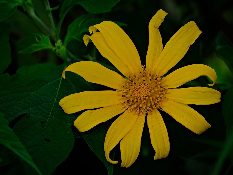 Flora Flor Girasol - Foto gratis en Pixabay - Pixabay