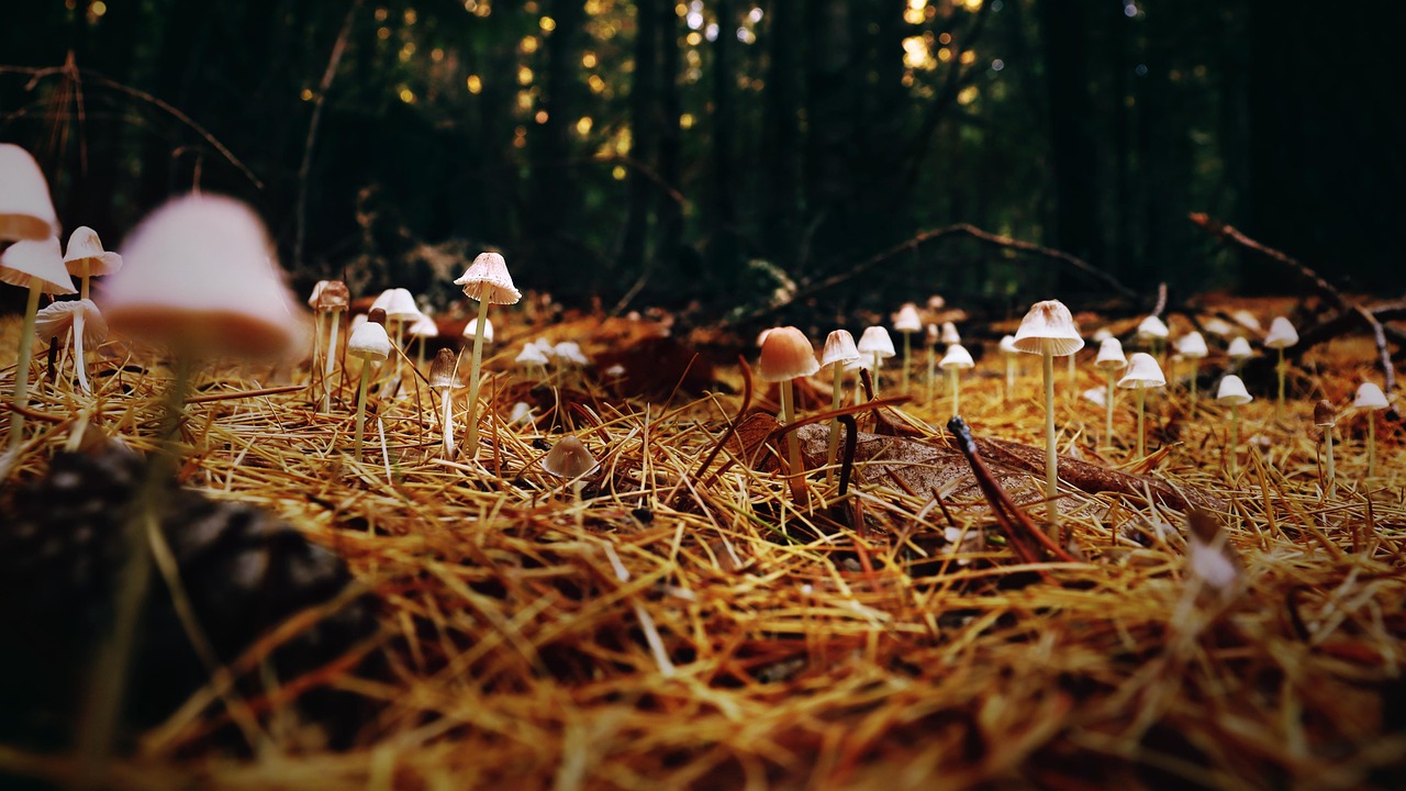 Mushrooms Forest Fungi Pine - Free photo on Pixabay - Pixabay