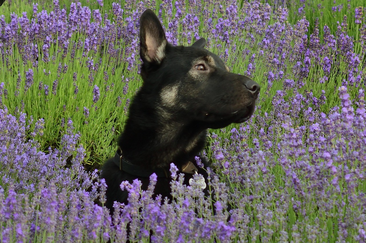 Dog Shepherd Lavender - Free photo on Pixabay - Pixabay