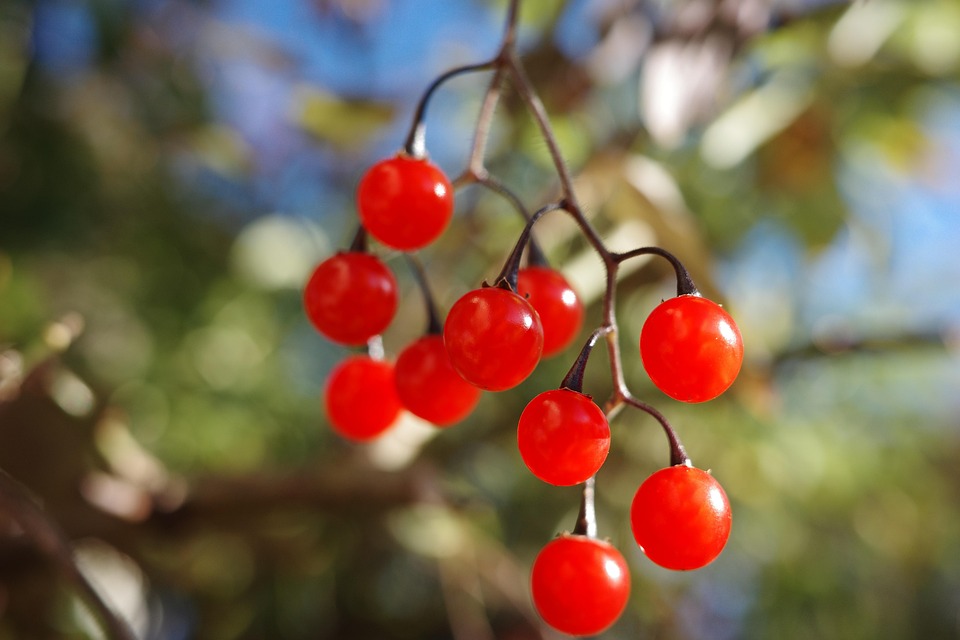Nature Fruits Cherry - Free photo on Pixabay - Pixabay