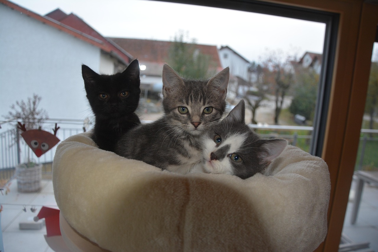 Chats Village De - Photo gratuite sur Pixabay