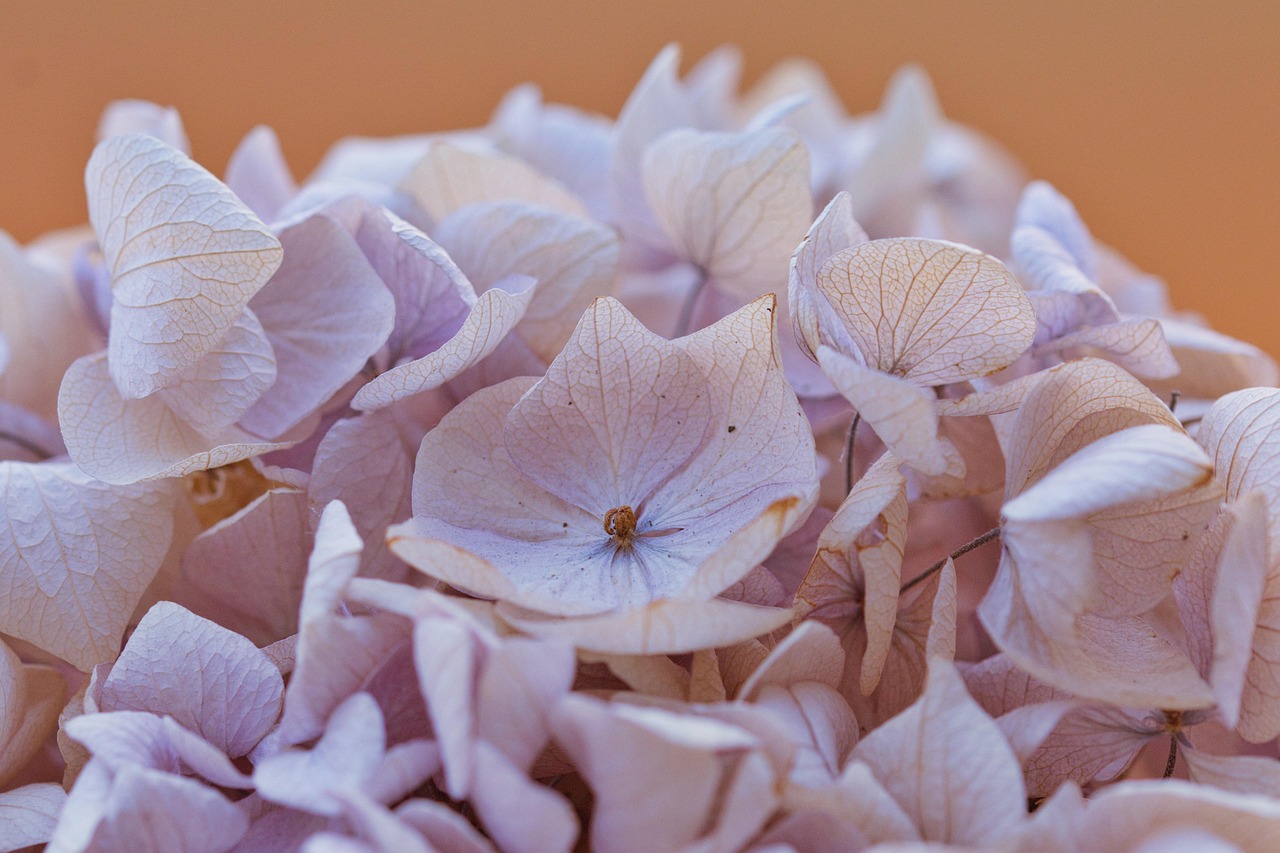 Dried Flowers Blossom Nature - Free photo on Pixabay