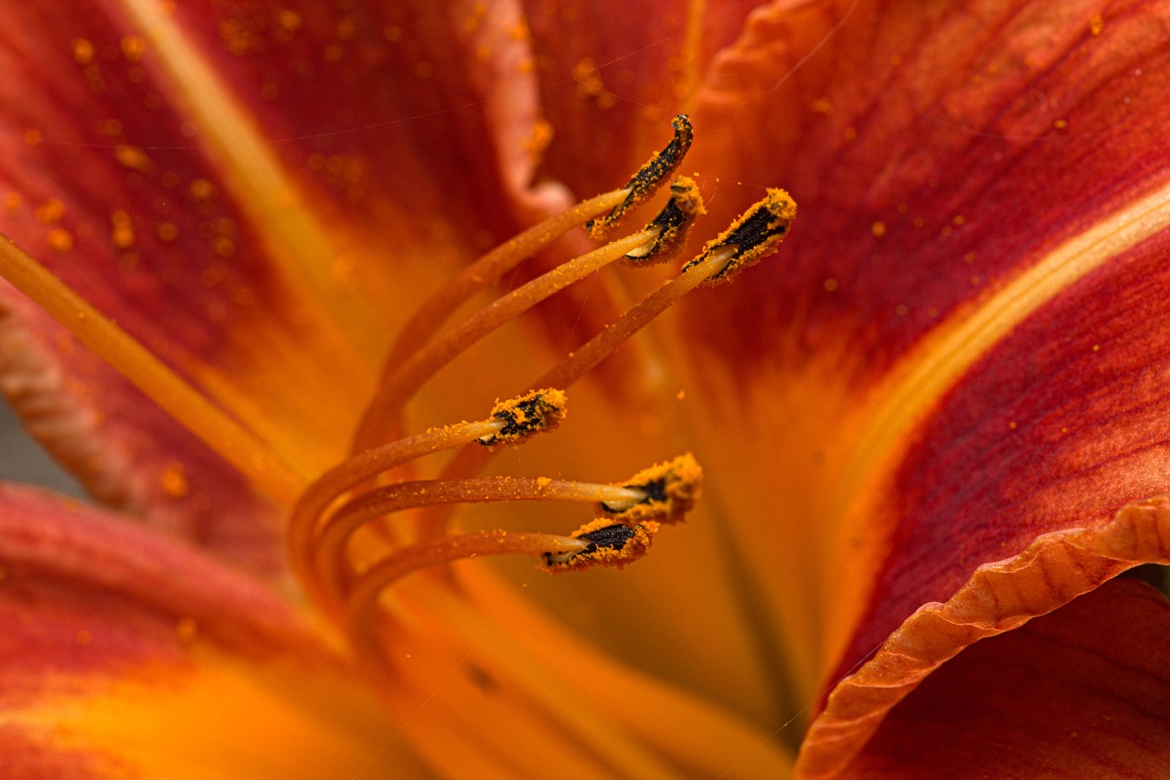 Floare Plantelor Petale De - Fotografie gratuită pe Pixabay - Pixabay
