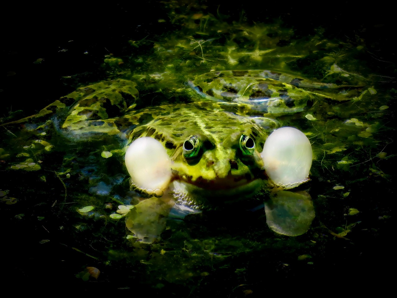 La Grenouille Étang Coasser - Photo gratuite sur Pixabay - Pixabay