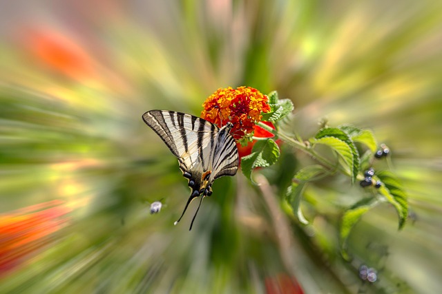 Scarce Swallowtail Butterfly - Free photo on Pixabay - Pixabay