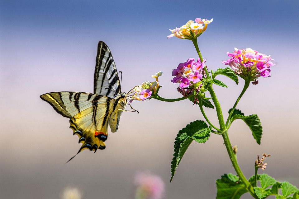 Scarce Swallowtail Butterfly - Free photo on Pixabay - Pixabay