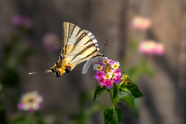 Scarce Swallowtail Butterfly - Free photo on Pixabay - Pixabay