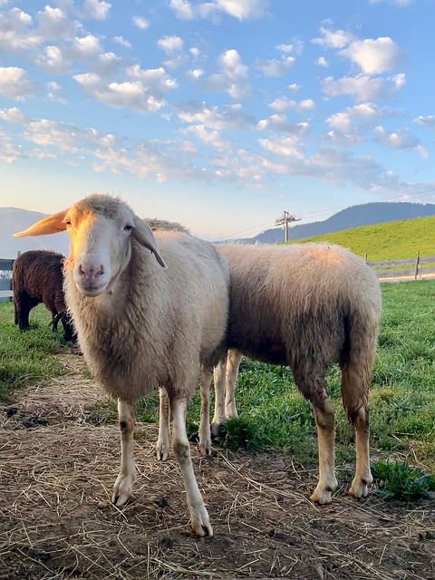 Le Mouton Vue Laine De - Photo gratuite sur Pixabay - Pixabay