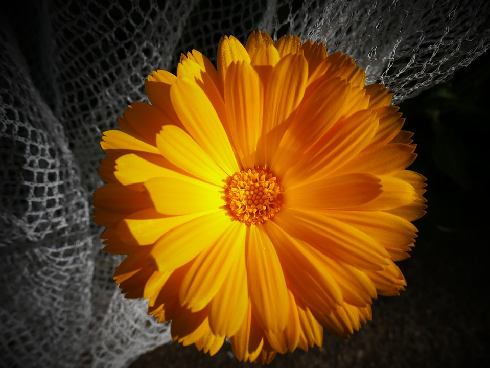 Calendula Souci Fleurir - Photo gratuite sur Pixabay