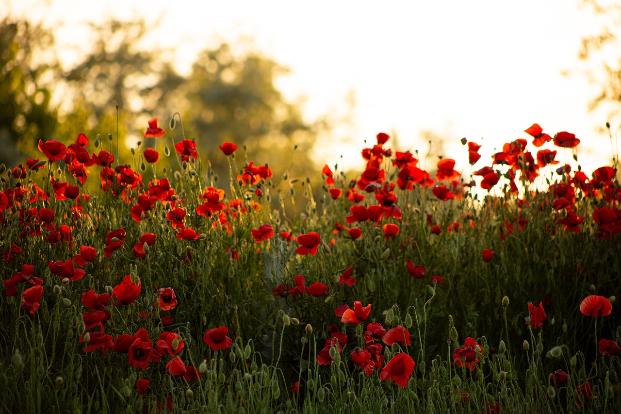 Poppies Flowers Nature - Free photo on Pixabay - Pixabay