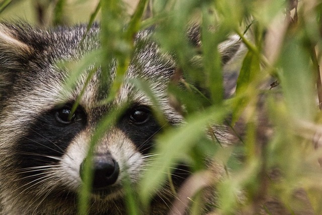 Raccoon Animal Wildlife - Free photo on Pixabay - Pixabay