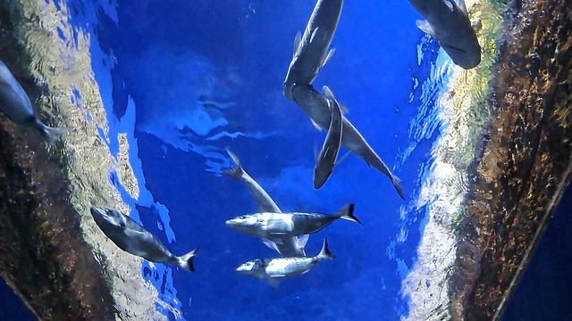 La Rochelle Aquarium Fish Swimming - Free photo on Pixabay - Pixabay