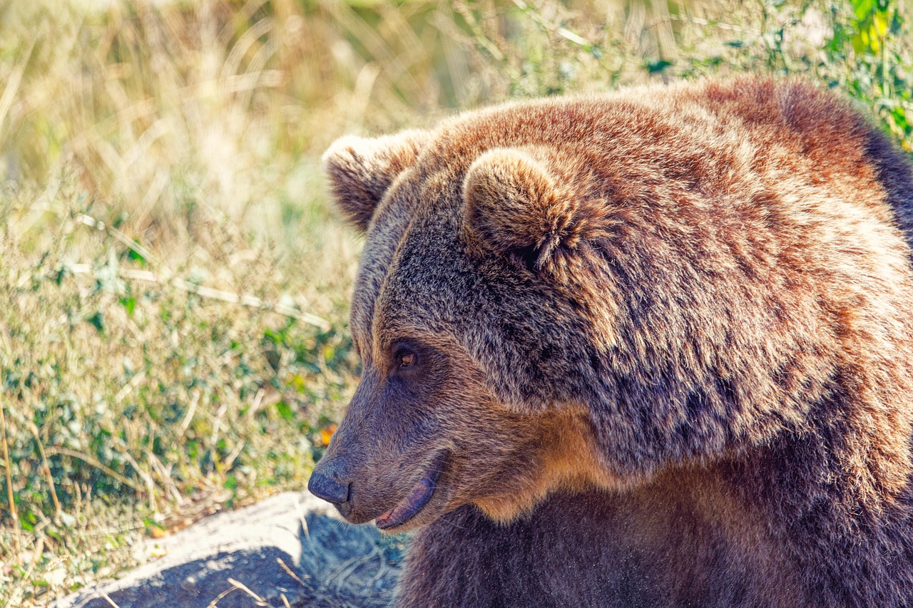 Brown Ours Fleuve - Photo gratuite sur Pixabay - Pixabay