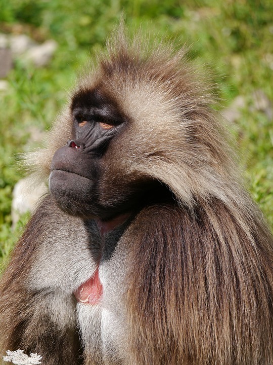 Monkey Baboon Primate - Free photo on Pixabay