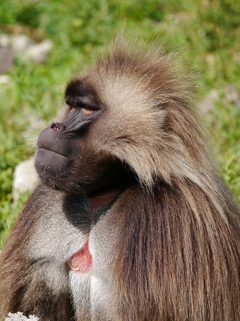 Gelada Affe Mit Blutendem Herzen - Kostenloses Foto auf Pixabay - Pixabay