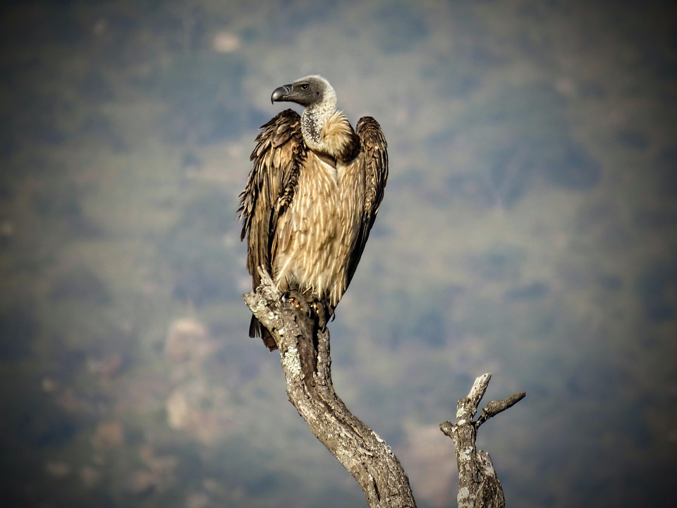 Vulture Bird Animal Of - Free photo on Pixabay - Pixabay