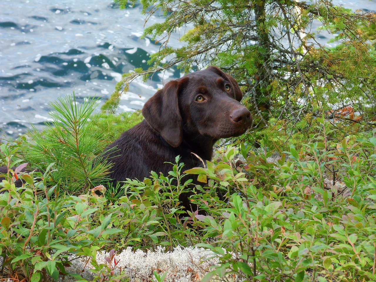 Labrador Retriever Dog - Free photo on Pixabay - Pixabay