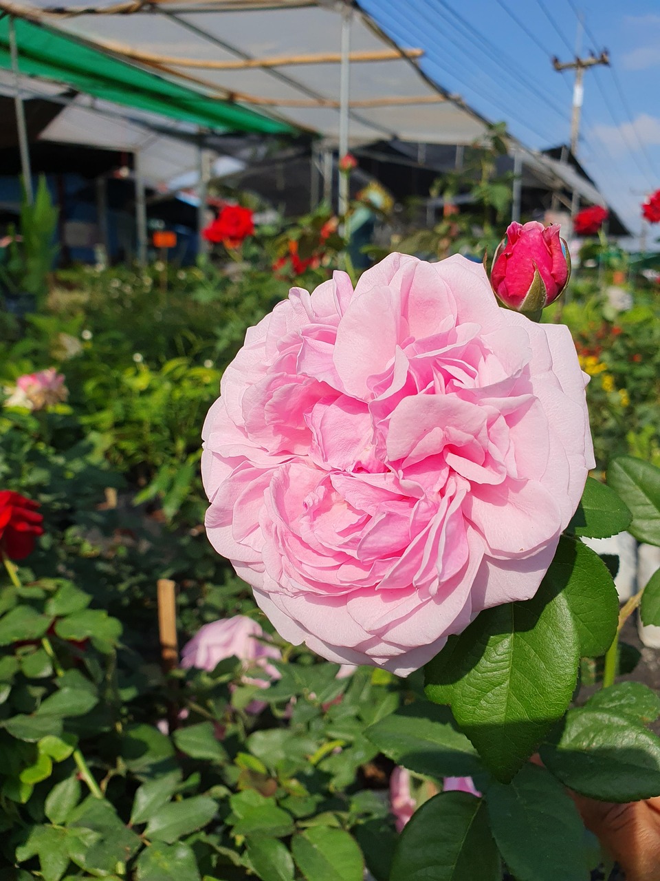 Rose La Nature Fleur - Photo gratuite sur Pixabay - Pixabay