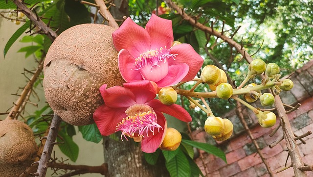 Bunga Alam Merah Jambu Buah - Foto gratis di Pixabay - Pixabay