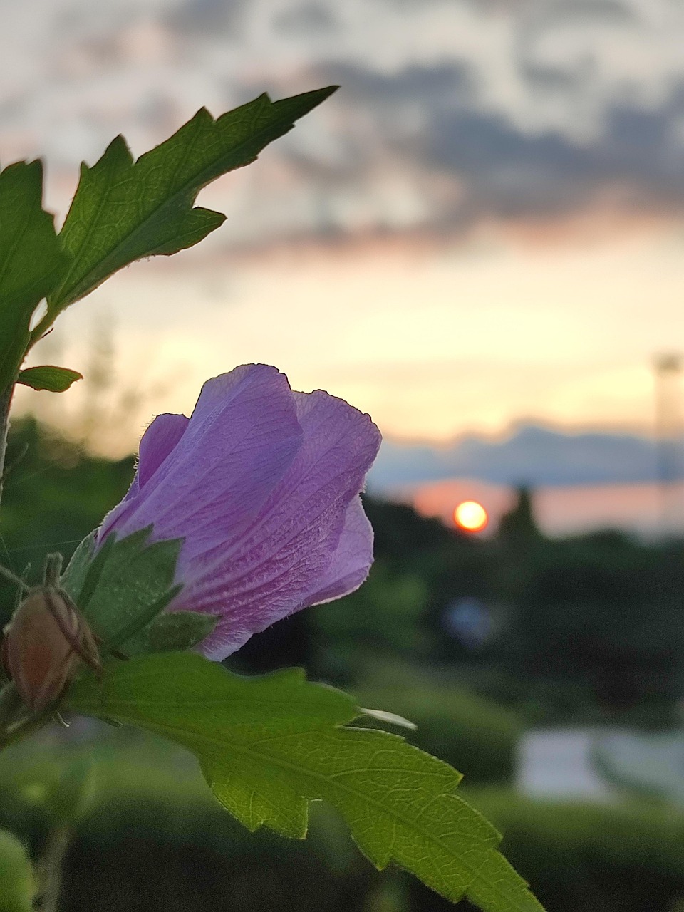 Rose De Sharon Fleur Nature - Photo gratuite sur Pixabay - Pixabay
