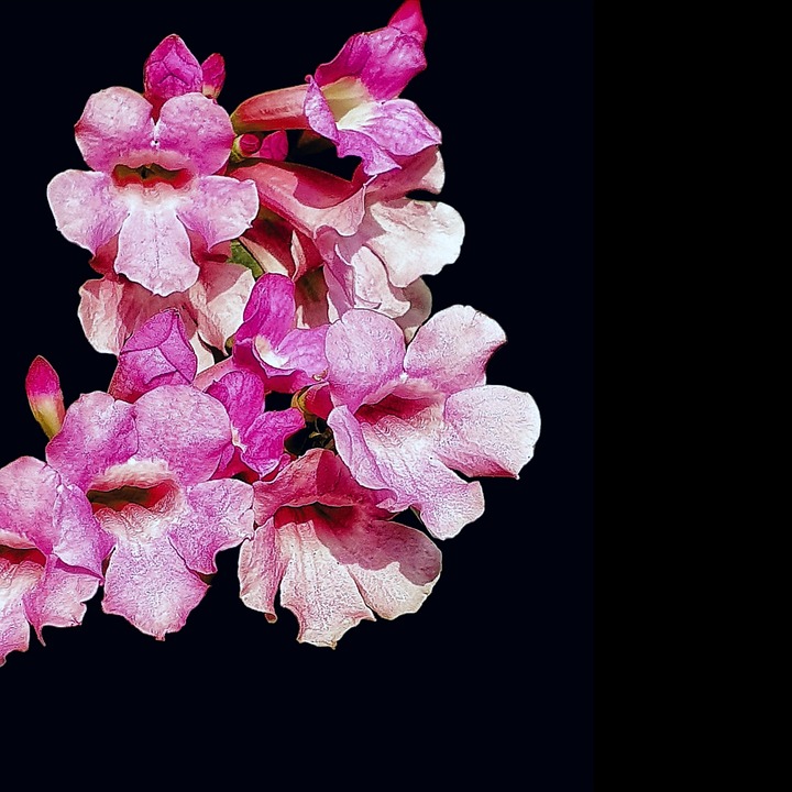 Flower Pink Color Garden - Free photo on Pixabay - Pixabay