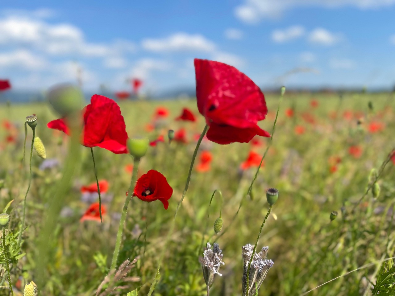Opium Bunga Poppy Alam Musim - Foto gratis di Pixabay - Pixabay