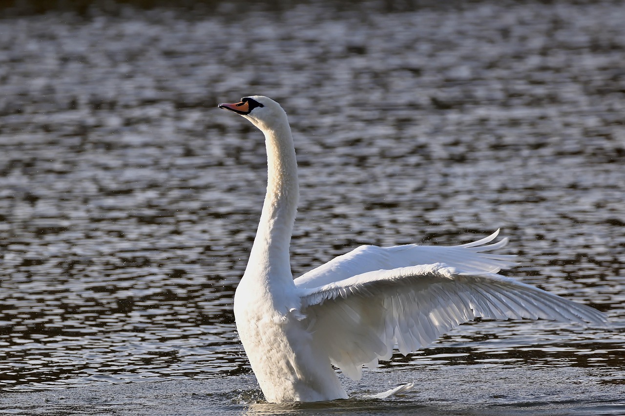 Swan Mute Lake Water - Free photo on Pixabay - Pixabay