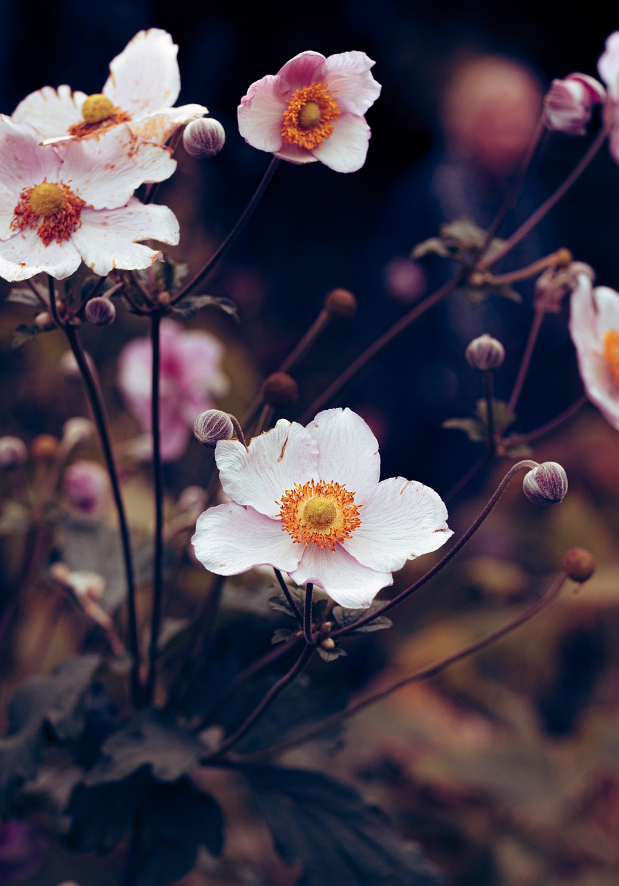 Flowers Dahlias Background - Free photo on Pixabay - Pixabay