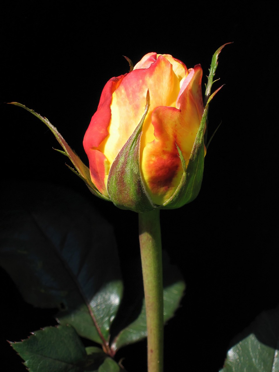 Rose Blume Blütenblätter - Kostenloses Foto auf Pixabay - Pixabay