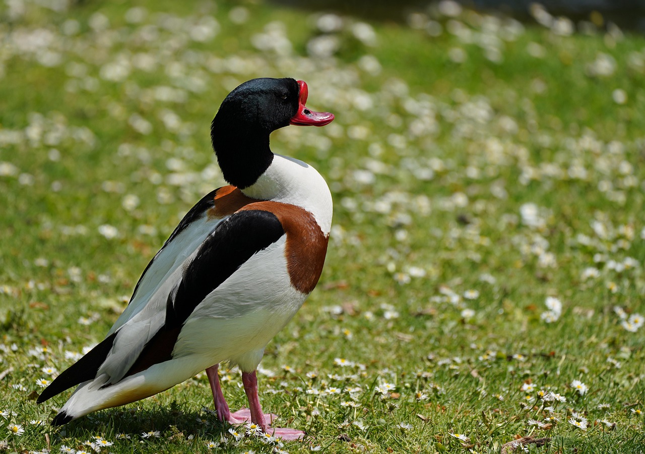10,000+ Free Duck Pictures & Duck Images - Pixabay