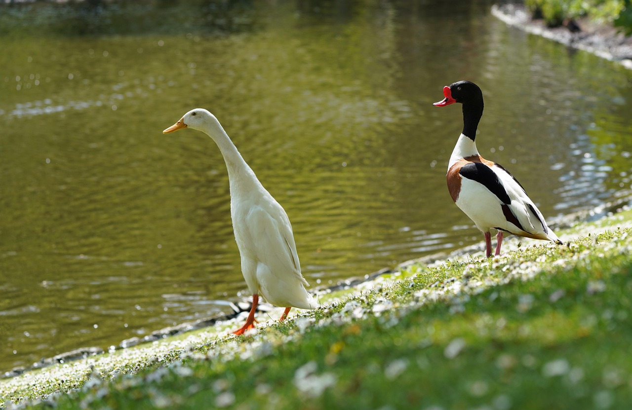 10,000+ Free Duck Pictures & Duck Images - Pixabay