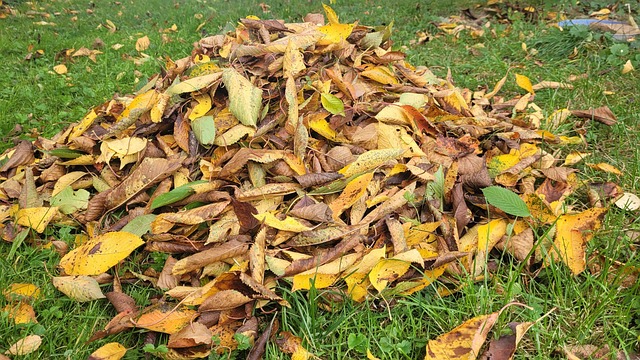 Feuilles D'Automne Tas De - Photo gratuite sur Pixabay - Pixabay