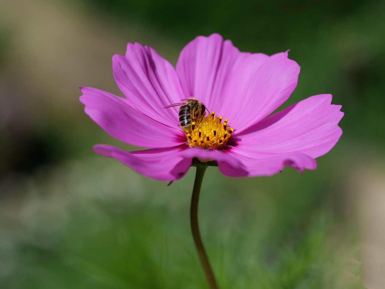 Gartenkosmos Biene Blume - Kostenloses Foto auf Pixabay - Pixabay