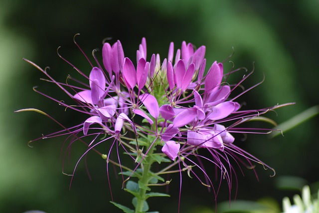 Flor De Araña Planta Cleome - Foto gratis en Pixabay - Pixabay