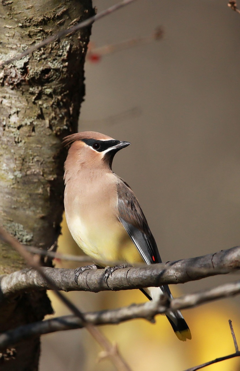 Cedar Waxwing Bird Animal - Free photo on Pixabay - Pixabay