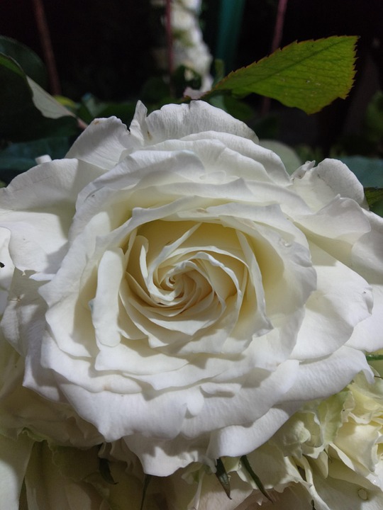 Rose Blanche Fleur - Photo gratuite sur Pixabay - Pixabay
